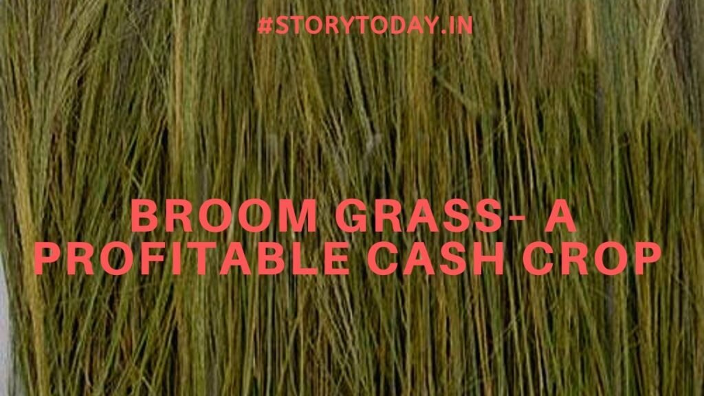 The Broom Grass– a profitable Cash Crop for North East India ...